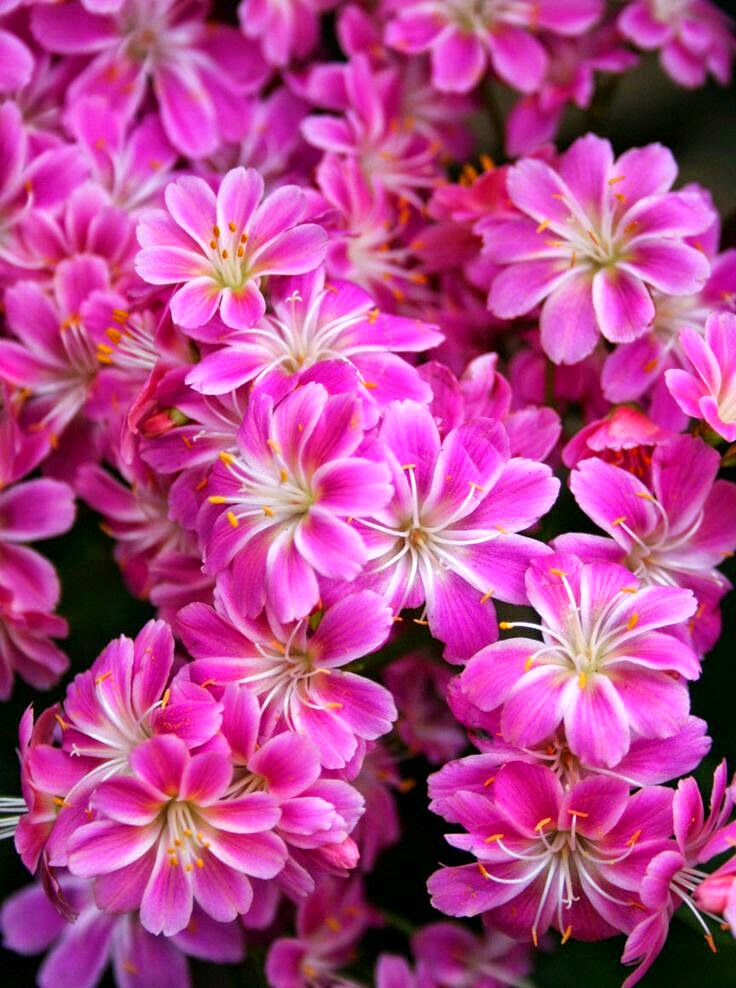 Things I Love About: Amazing Pink Flowers