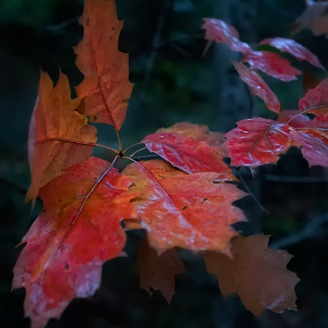 Navarra al Natural: El roble americano, el bello invasor rojo.