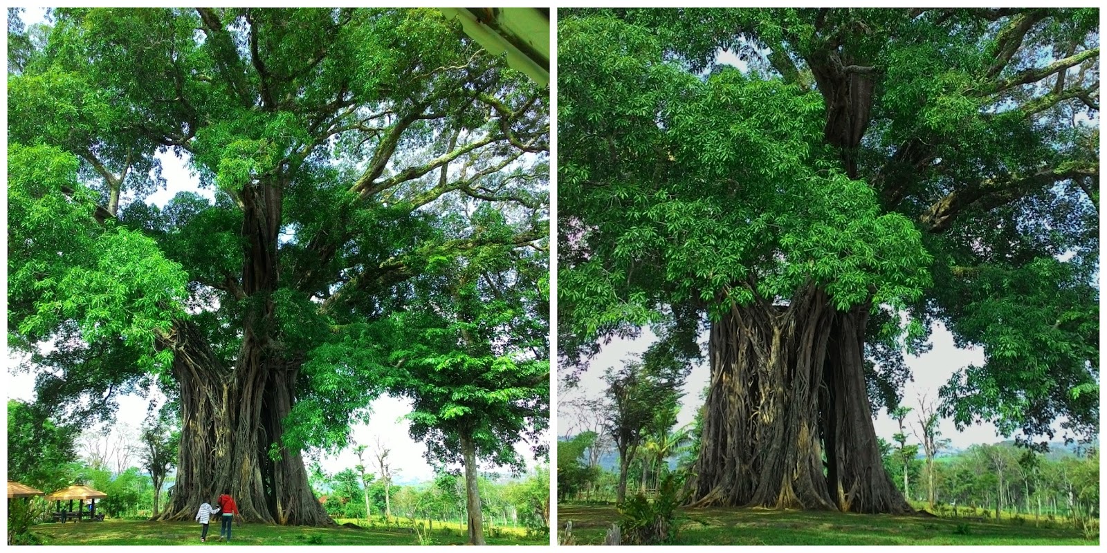 Negros Travels: Oldest and Biggest Tree of Canlaon City: Almera Talks ...