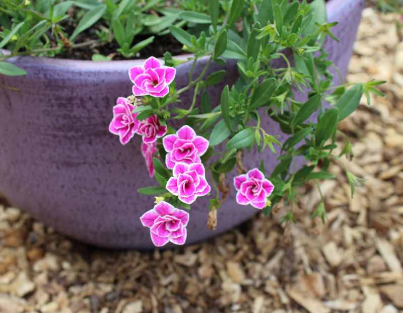 The Gardening Me: Garden Bloggers Bloom Day