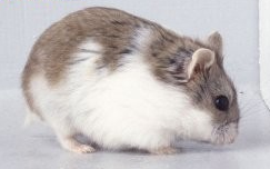 Hamsterul.Ingrijire.Detalii: Achizitionare. Pregatirea custii