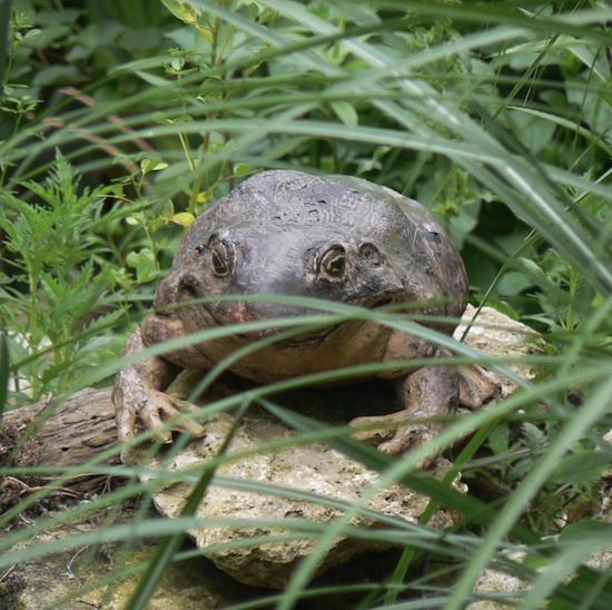 Animals of the world: Goliath frog