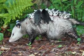 The Art of Being Conflicted: How Many Animals Before It's a Zoo