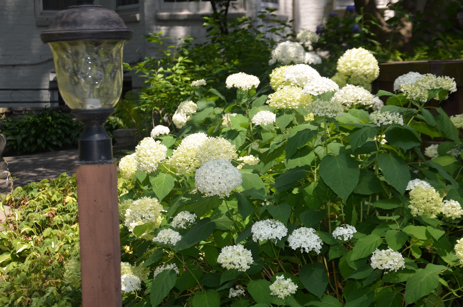 Zone Five and a Half: The Incrediball Hydrangea -- from Annabelle to ...