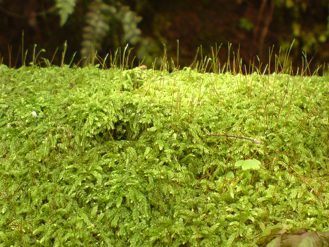 Bryophyte ~ LIVING EYES