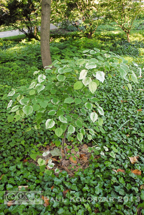 Continuous Interest: A Cercis sampler.