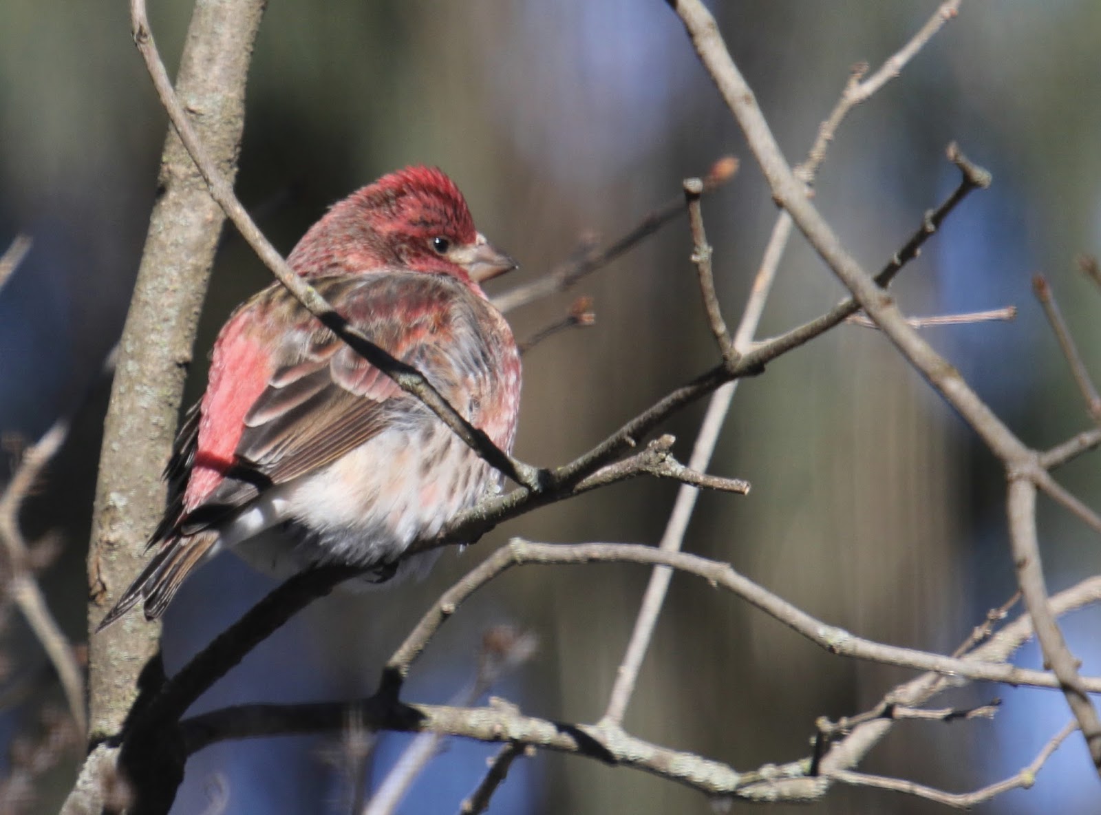 NATURE NOTES: January 2018