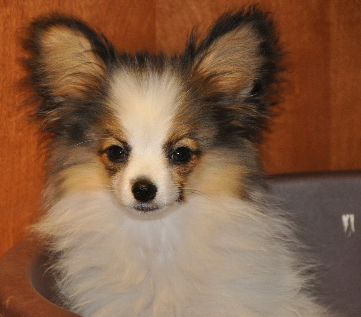 Road's End Papillons : 4 Months old Papillon Puppies