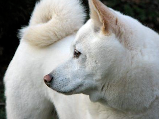 Shiba Inu World: White Shiba Inu - Pure White Shibas!
