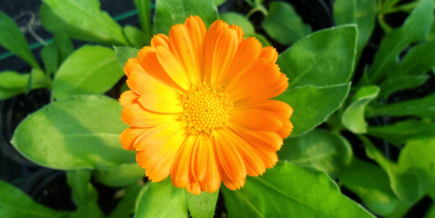 Flor de Murta: As nossas calêndulas começam a florir...