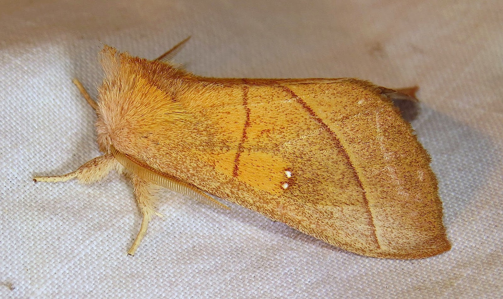 Field Biology in Southeastern Ohio: Prominent Moths of Ohio