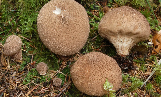 Smeđa puhara - Prepoznavanje gljiva