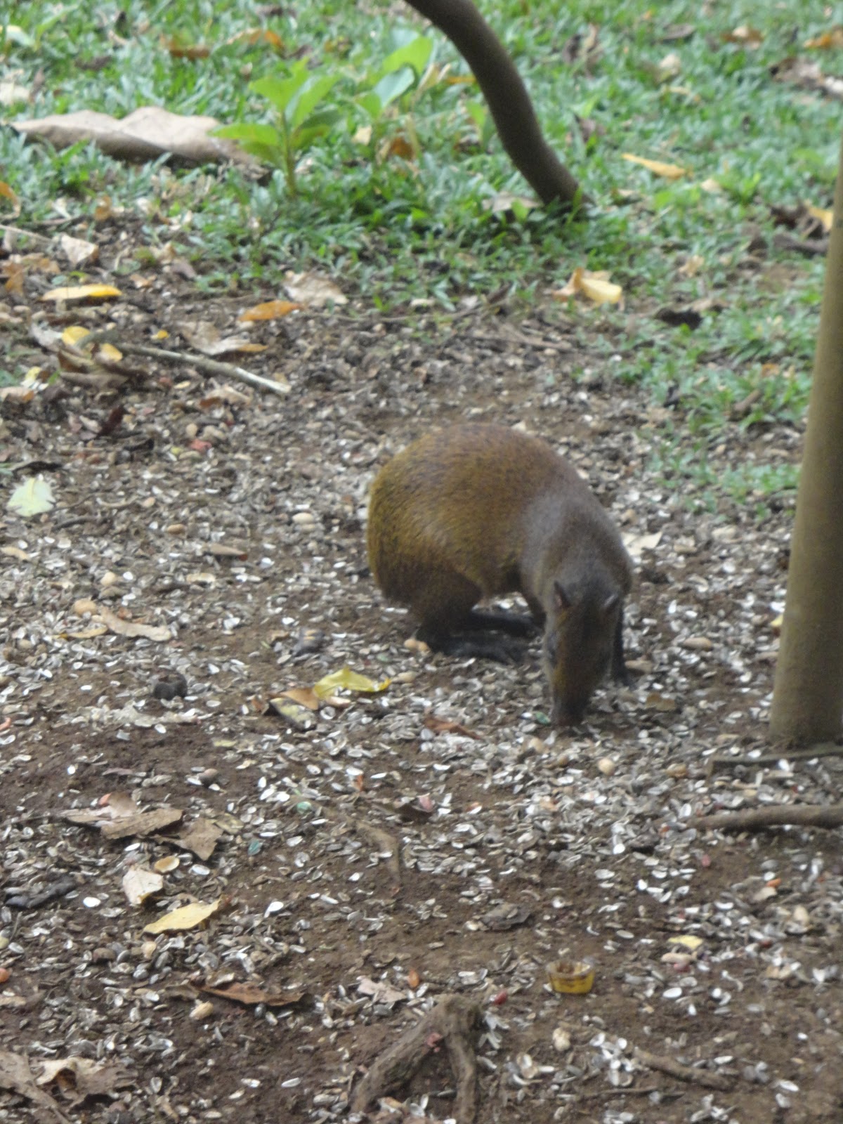 Costa Rica Kisa: Trip to San Carlos to a Costa Rican Zoo/ Rescue Center