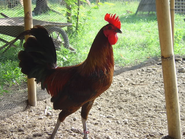 Breed Savers: Standard Old English Game Fowl