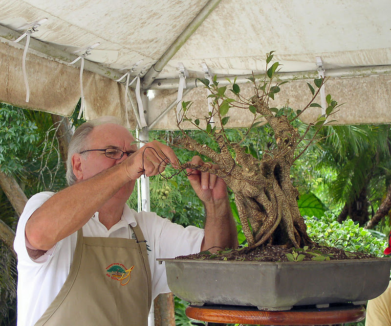 Florida Flowers and Gardens: The Bonsai Garden at Miami Tropical Bonsai ...