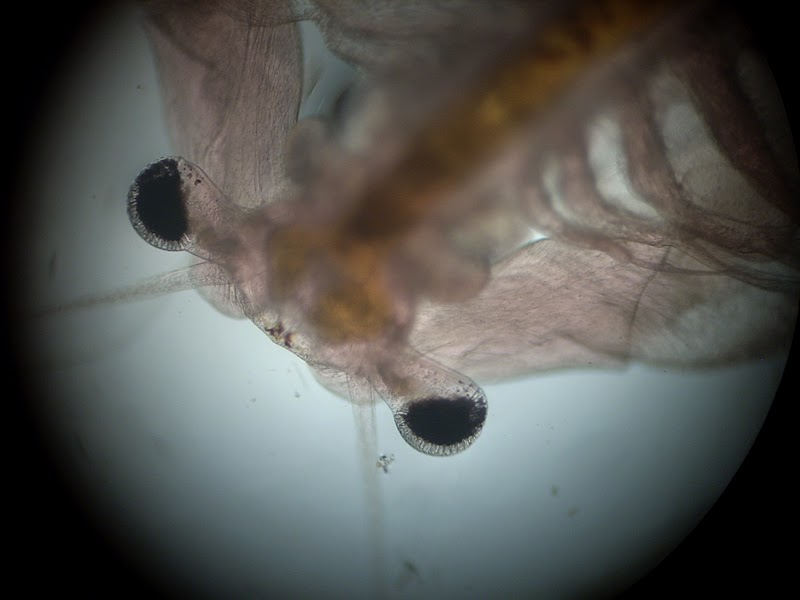 Laboratório de Biologia e Meio Ambiente: Prática - 11, parte 1 ...