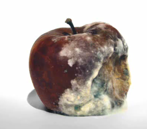 Group1 Moving Image LCF: Example of Fruit Decomposing