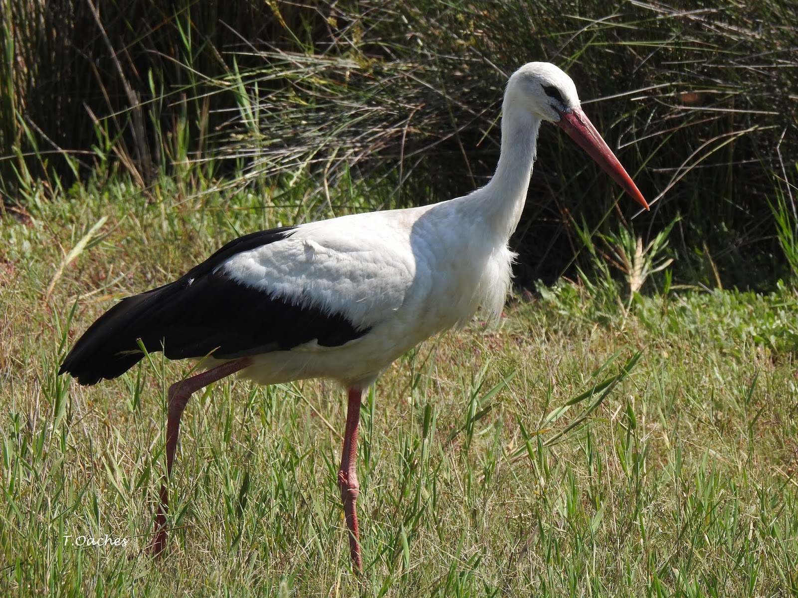 PASARI DIN ROMANIA: BARZA, Ciconia ciconia