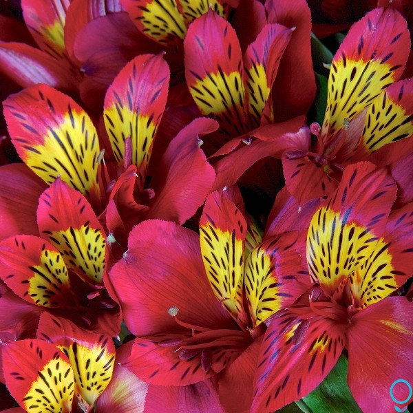 Alstroemería-Lirio Peruano