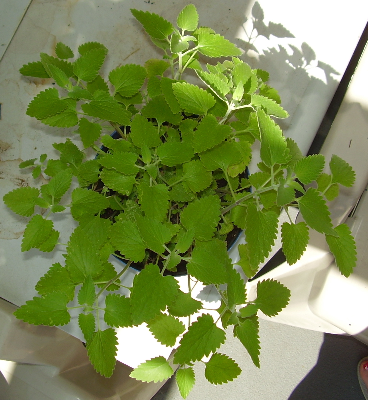 Robyn's Hobbies: Cooking, Gardening & More!: Non-Edible Plants Progress