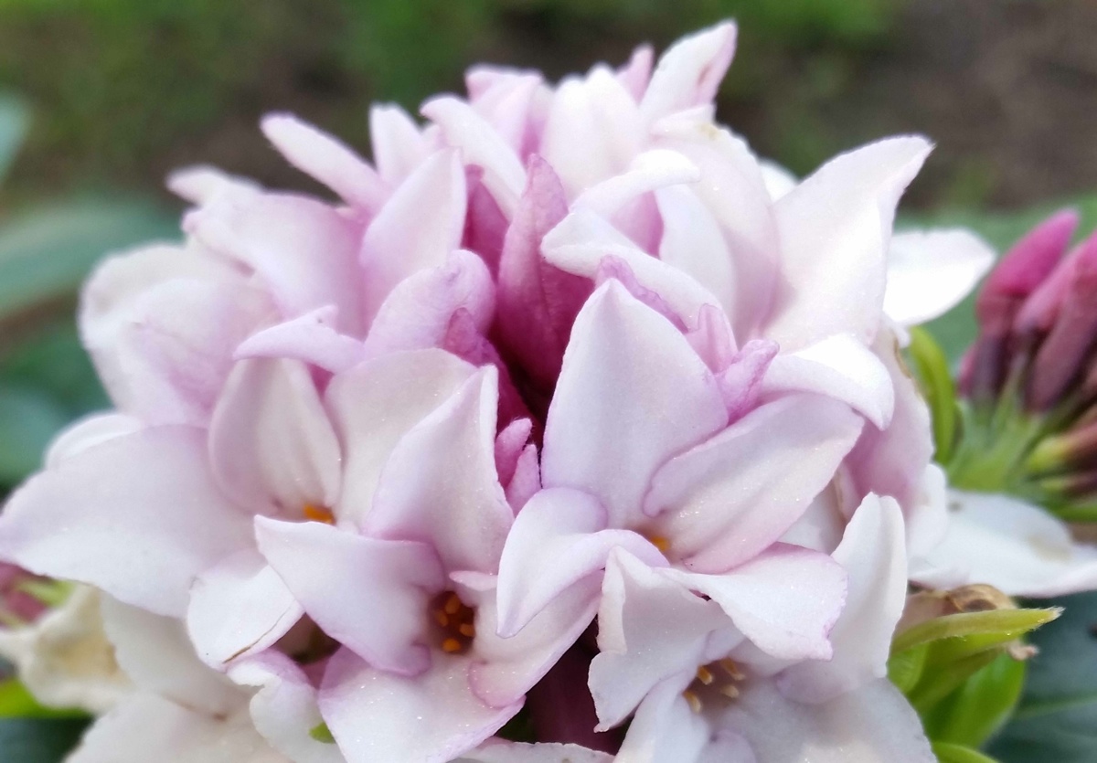 Real World Gardener: PERFUME PRINCESS AND ARCHANGELS