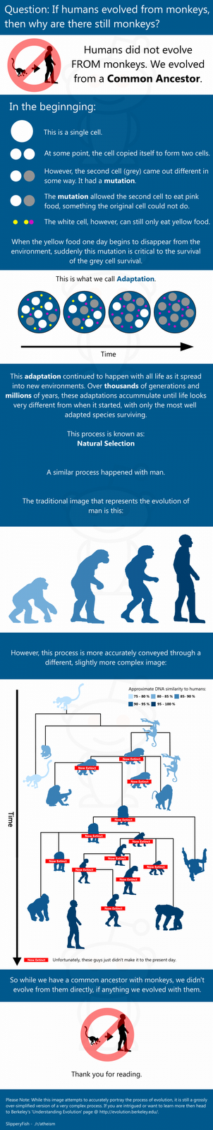 Gnu Atheism: If humans evolve from monkeys, then why are there still monkeys?
