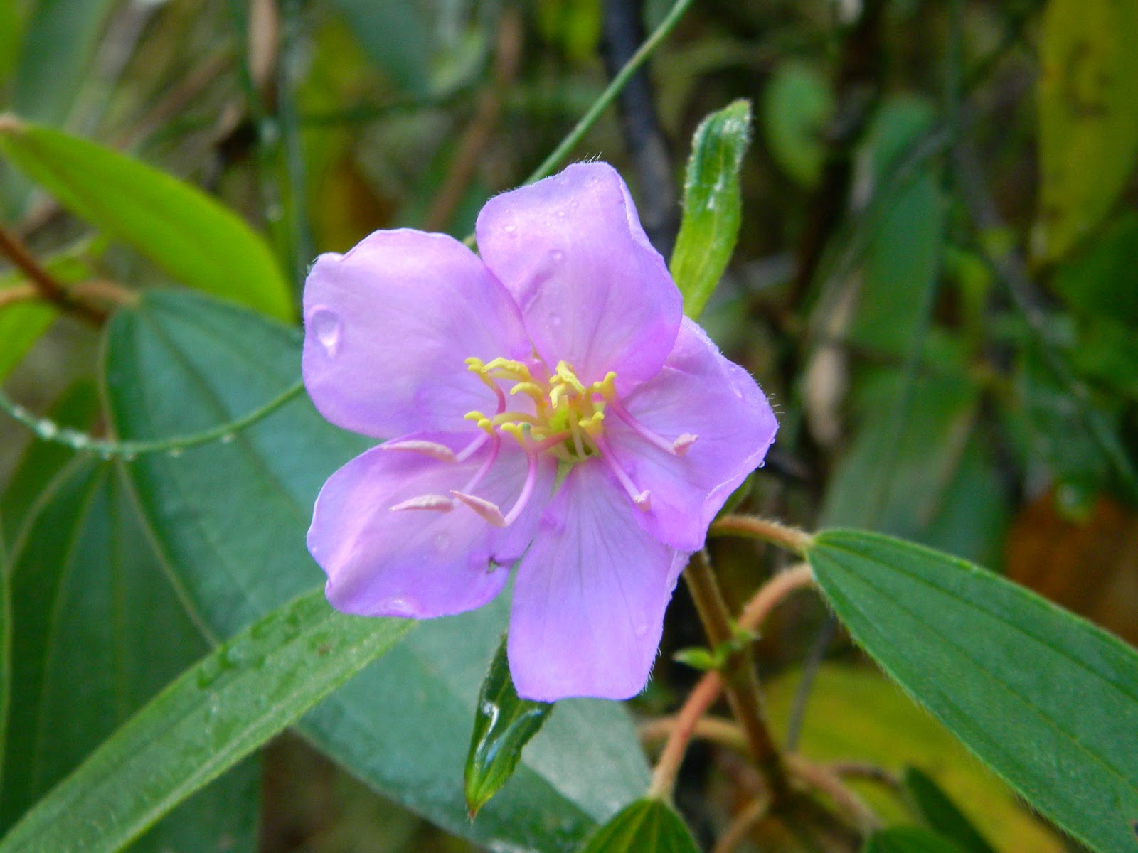 Bushwalking on the Sunshine Coast, Queensland.: Parklands Conservation ...
