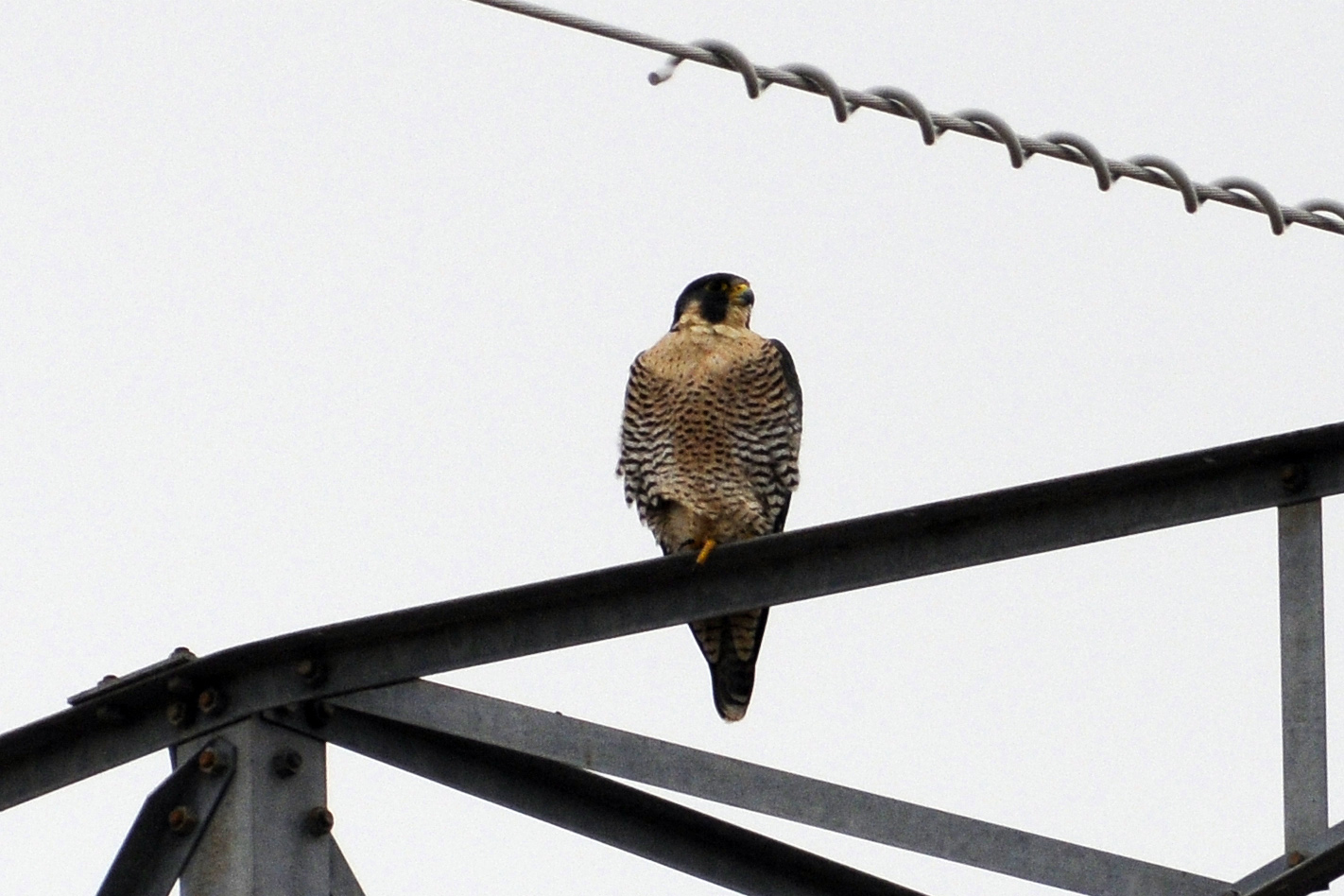 The Nature of Framingham: Peregrine Falcon in Tucson Park!