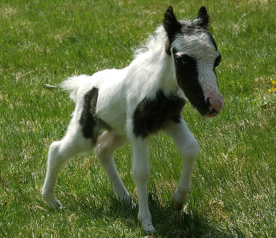 Einstein - The World’s Smallest Horse