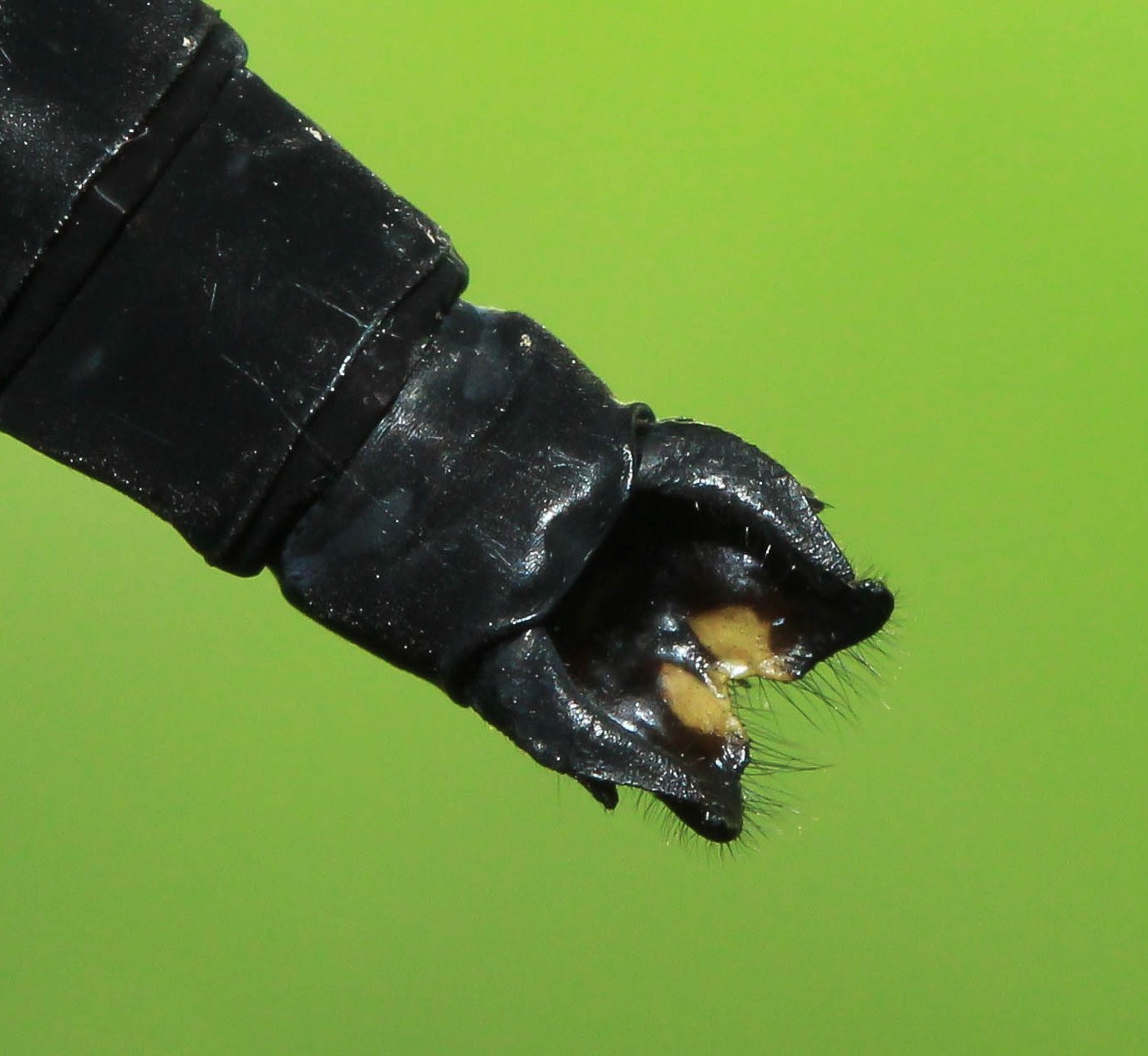 VietOdonata: Chlorogomphus sachiyoae Karube, 1995