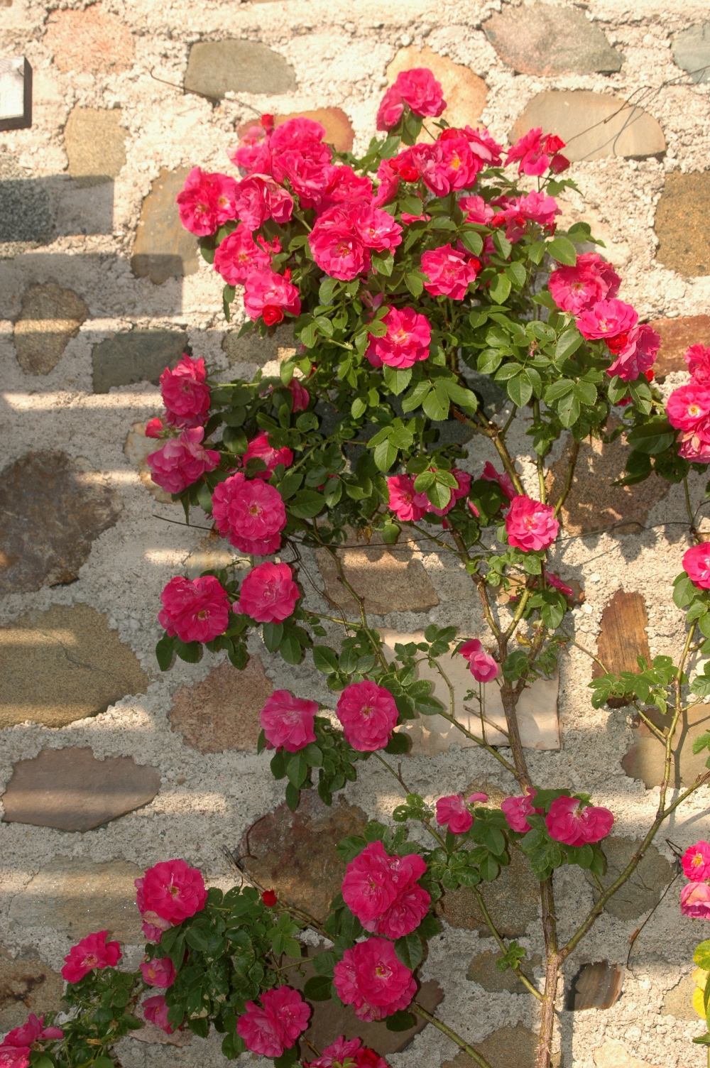Roche Fleurie Garden: The Best Canadian Rose Breeder