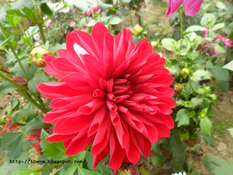 Dahlia Flower(ডালিয়া ফুল) - Dahlia x hybrida