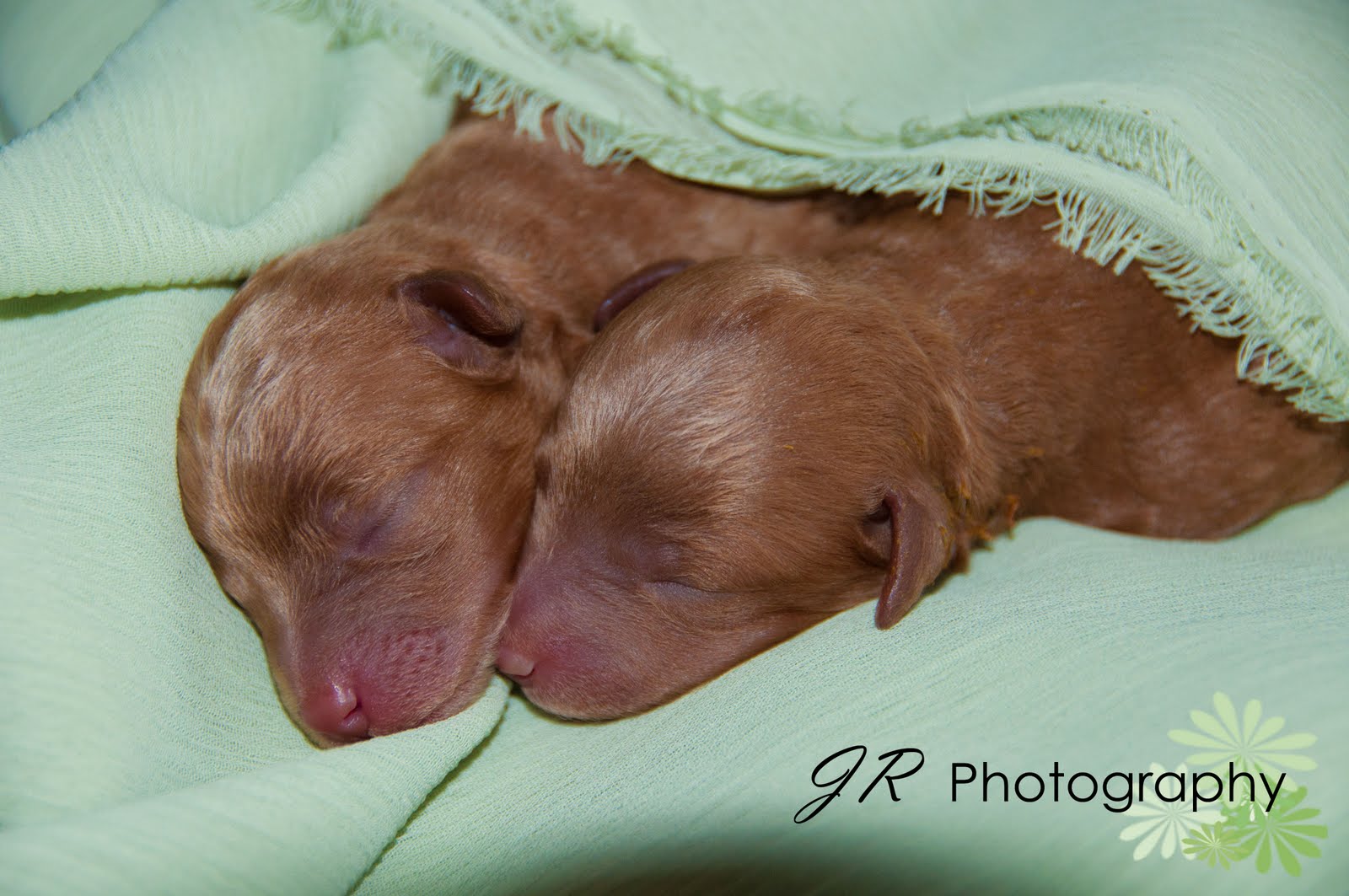 JR Photography: Newborn Puppies