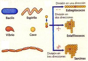 Morfologia Bacteriana: Cocos, Bacilos y Espirilos
