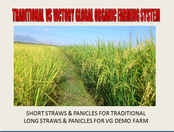 Victory Global Organic Farming System - Rice Protocol | My Daily Business
