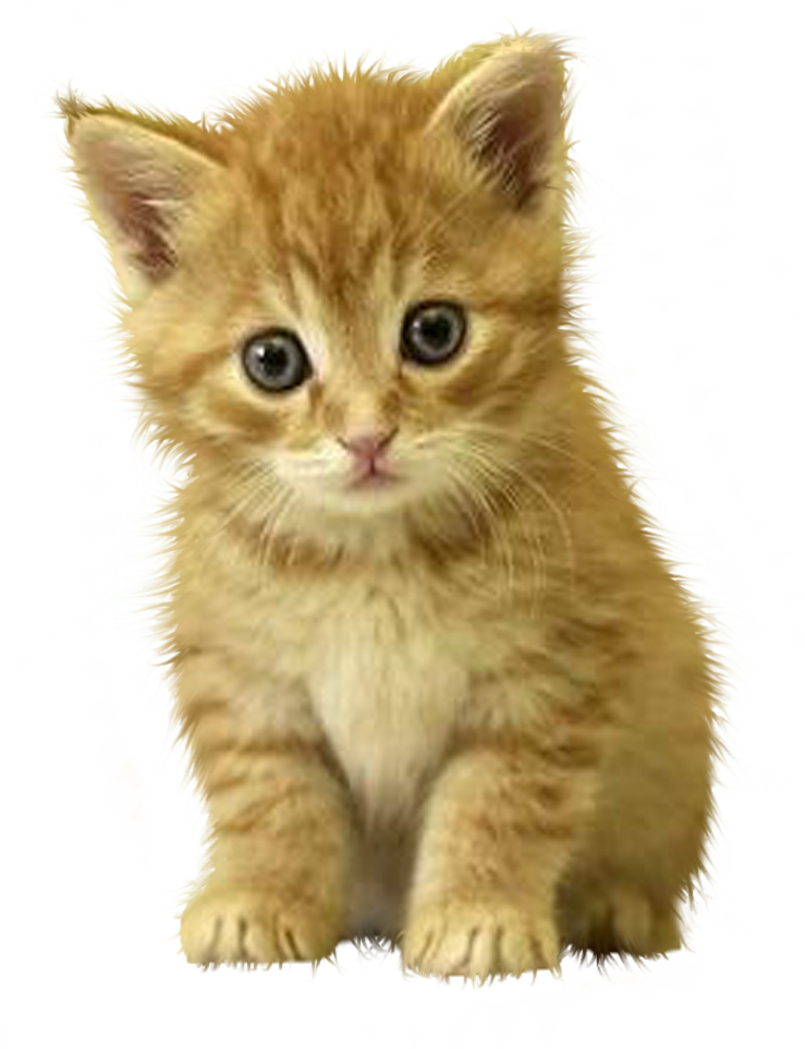 Recursos [B.D]: Gatos PNG