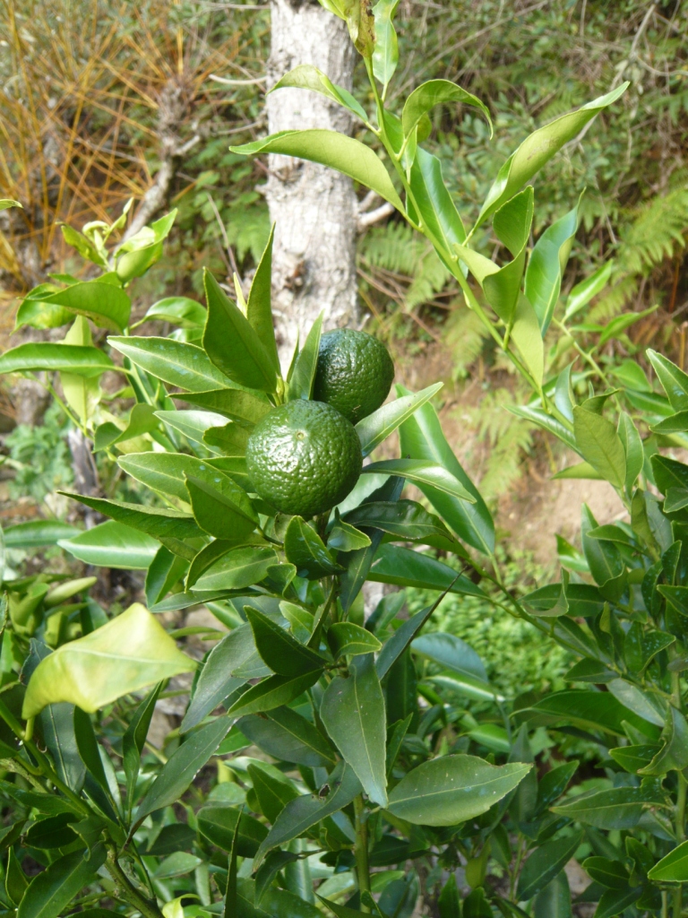 Riacho da Joaninha: Tangeras e tangerinas
