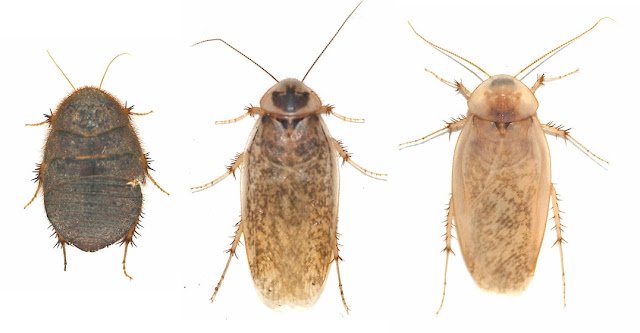 Arizona: Beetles, Bugs, Birds and more: Roadside Drama