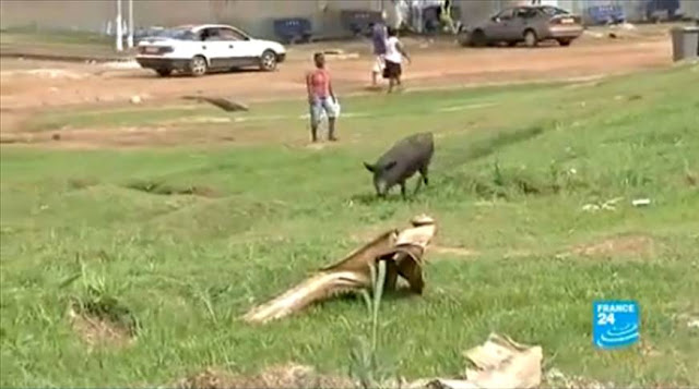THE UNIVERSITY OF LIBREVILLE, A PIGSTYE IN THE LITTERAL AND FUGURATIVE ...