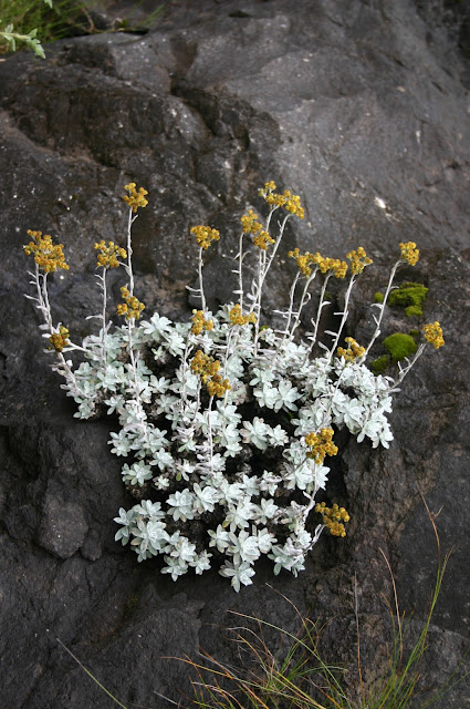 Prairiebreak: HELL! ichrysums! The white ones...(Good as it gets, buster!)