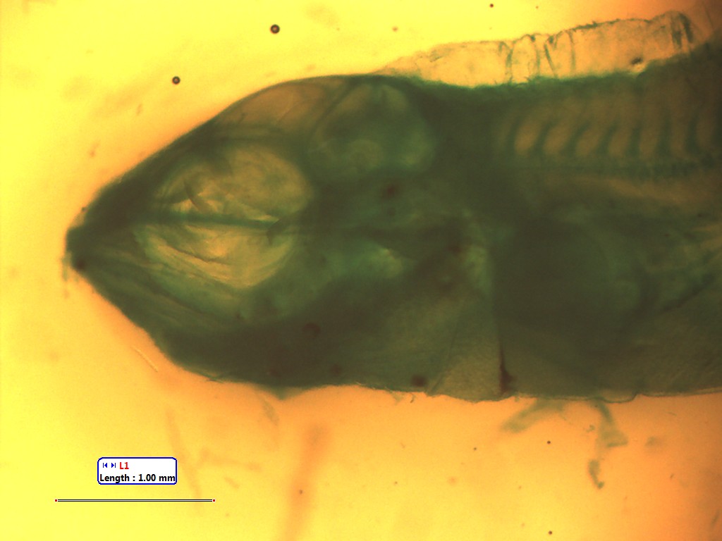 Ictioplancton en Chile: Larvas teñidas de Myctophidae / Stained larval ...