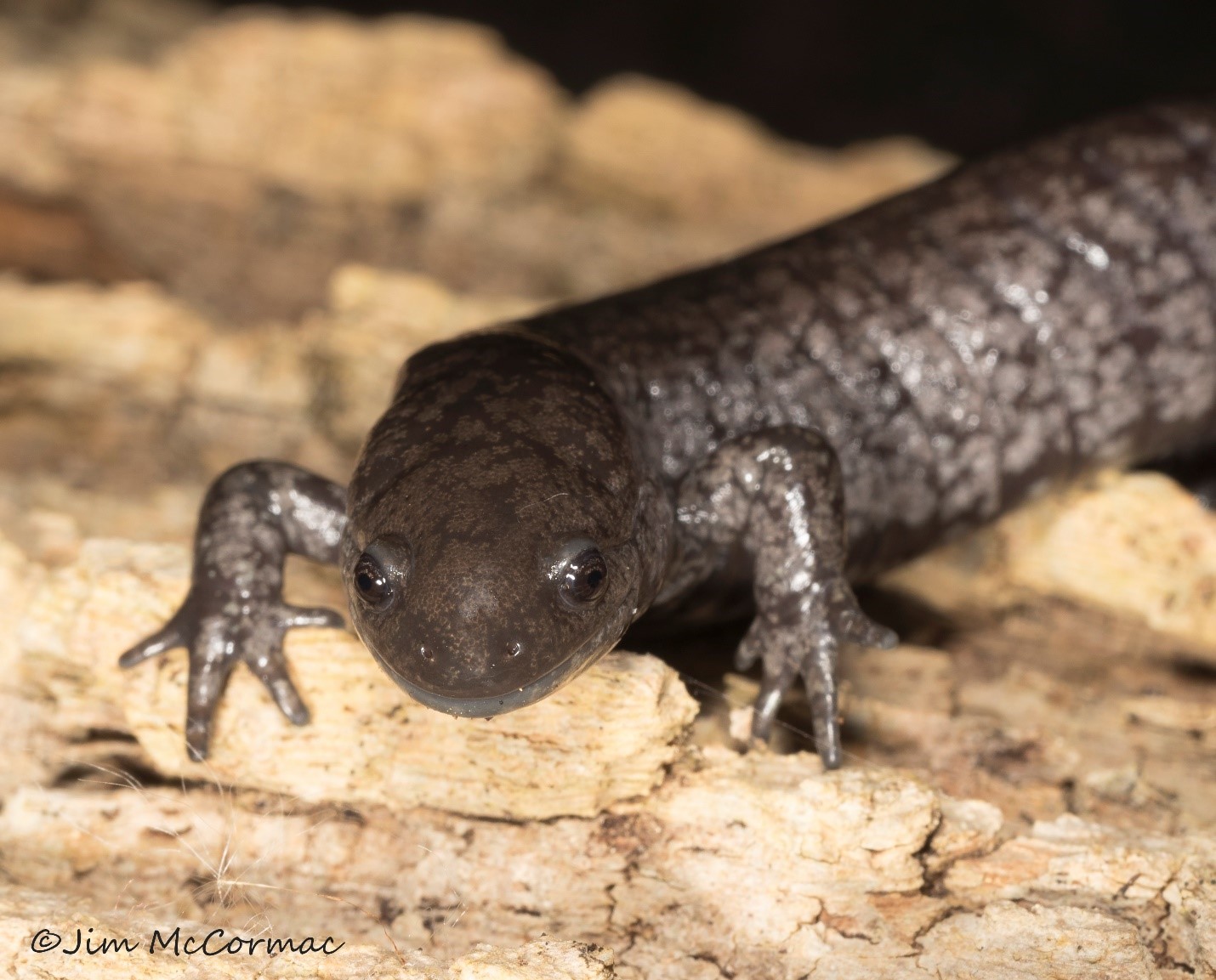 Ohio Birds and Biodiversity: Salamanders begin to run