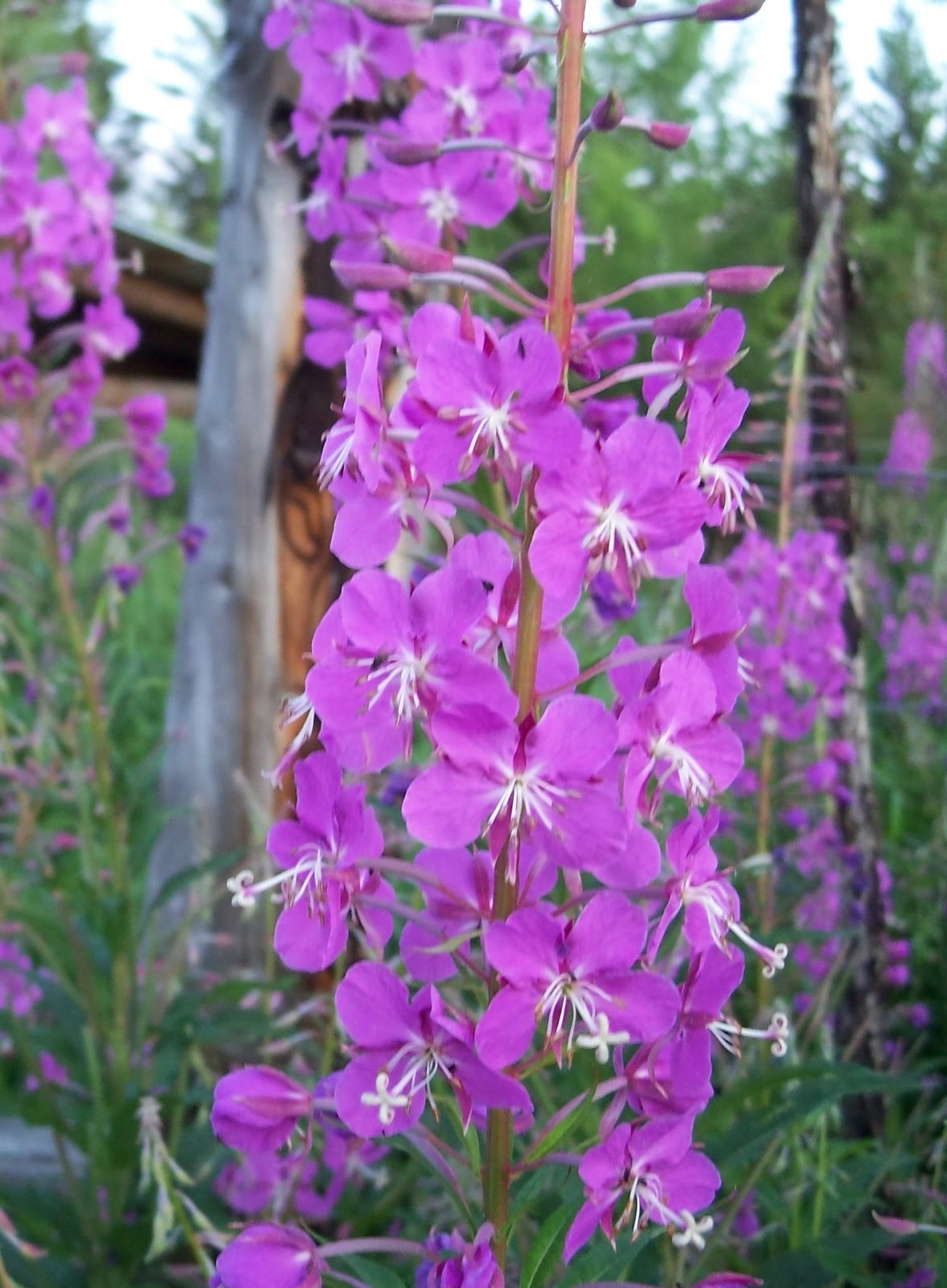 Fireweed