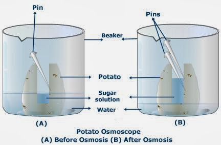 IGCSE: Biology double-award