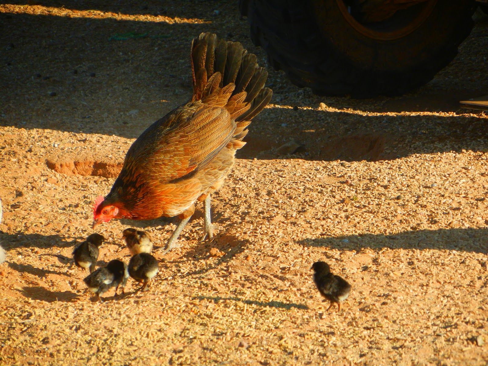 Chicken Farmer Wyatt