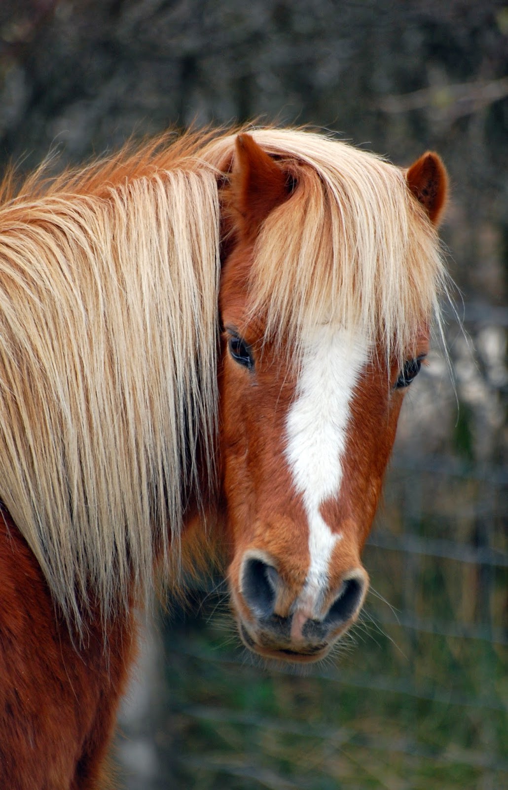 Photo a Day: Ponies on the mountain