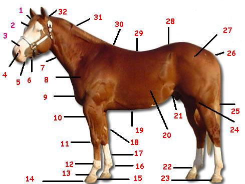 CABALLOS UNA PASIÓN: Partes del caballo