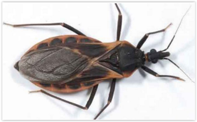 Buenos Aires Municipio: Doença do barbeiro (doença de chagas) ainda não ...