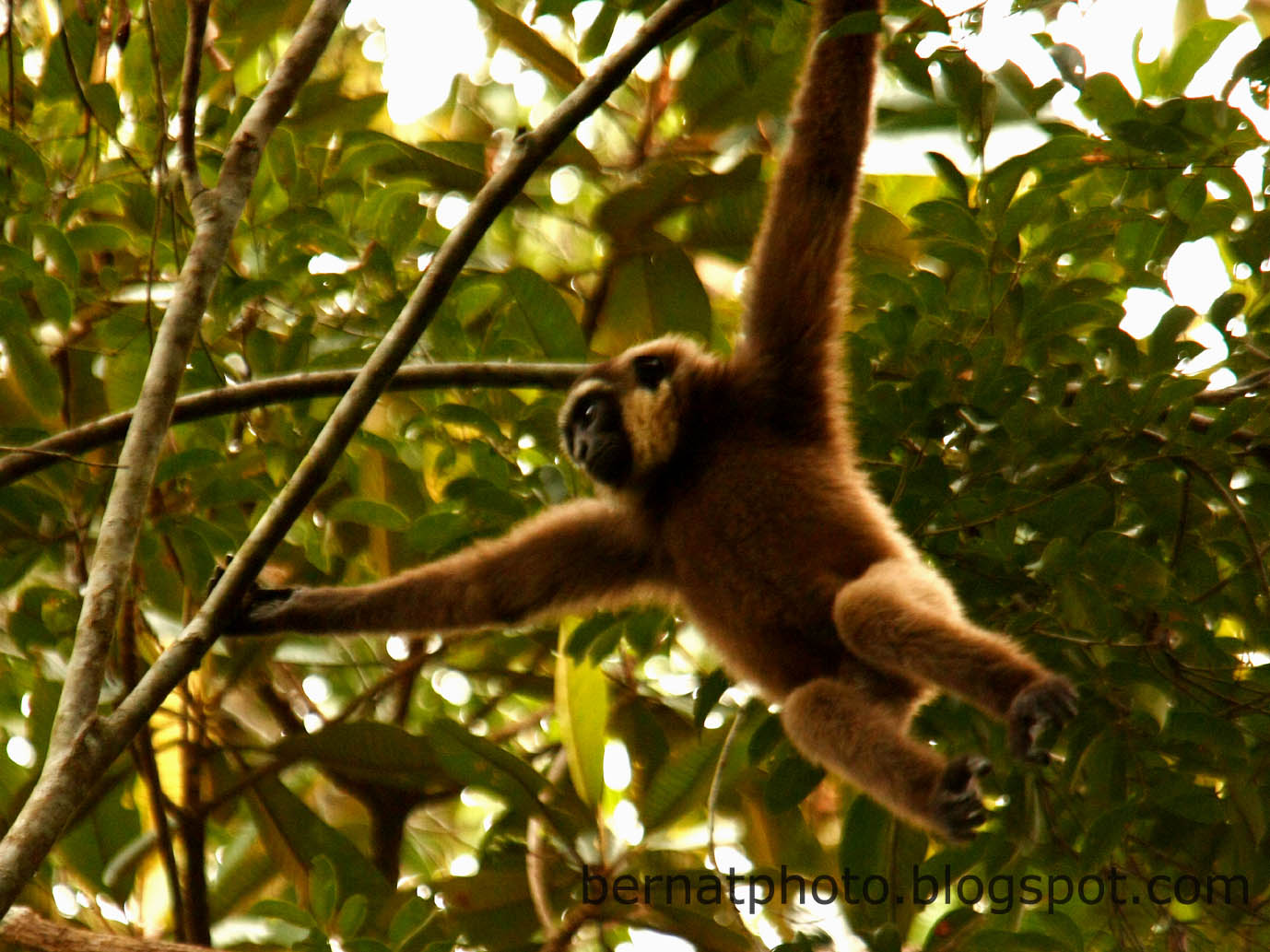 Life in wildlife: PRIMATES - Borneo 2011
