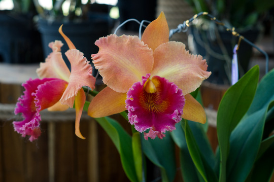 Grow and care Cattleya orchid - The Queen of Flowers | Travaldo's blog